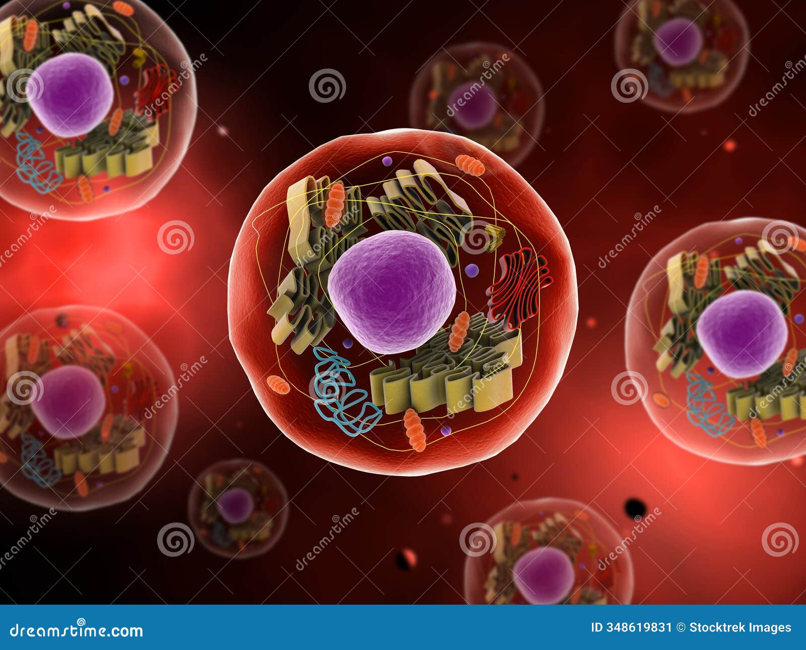 Microscopic View of Animal Cell. Stock Illustration - Illustration of ...