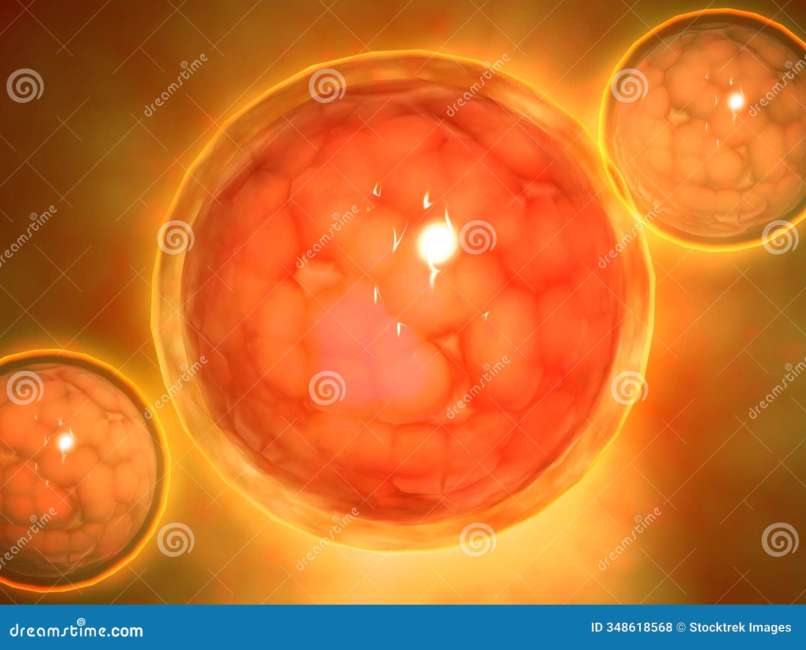 Microscopic View of a Blastula during Pregnancy. Stock Illustration ...
