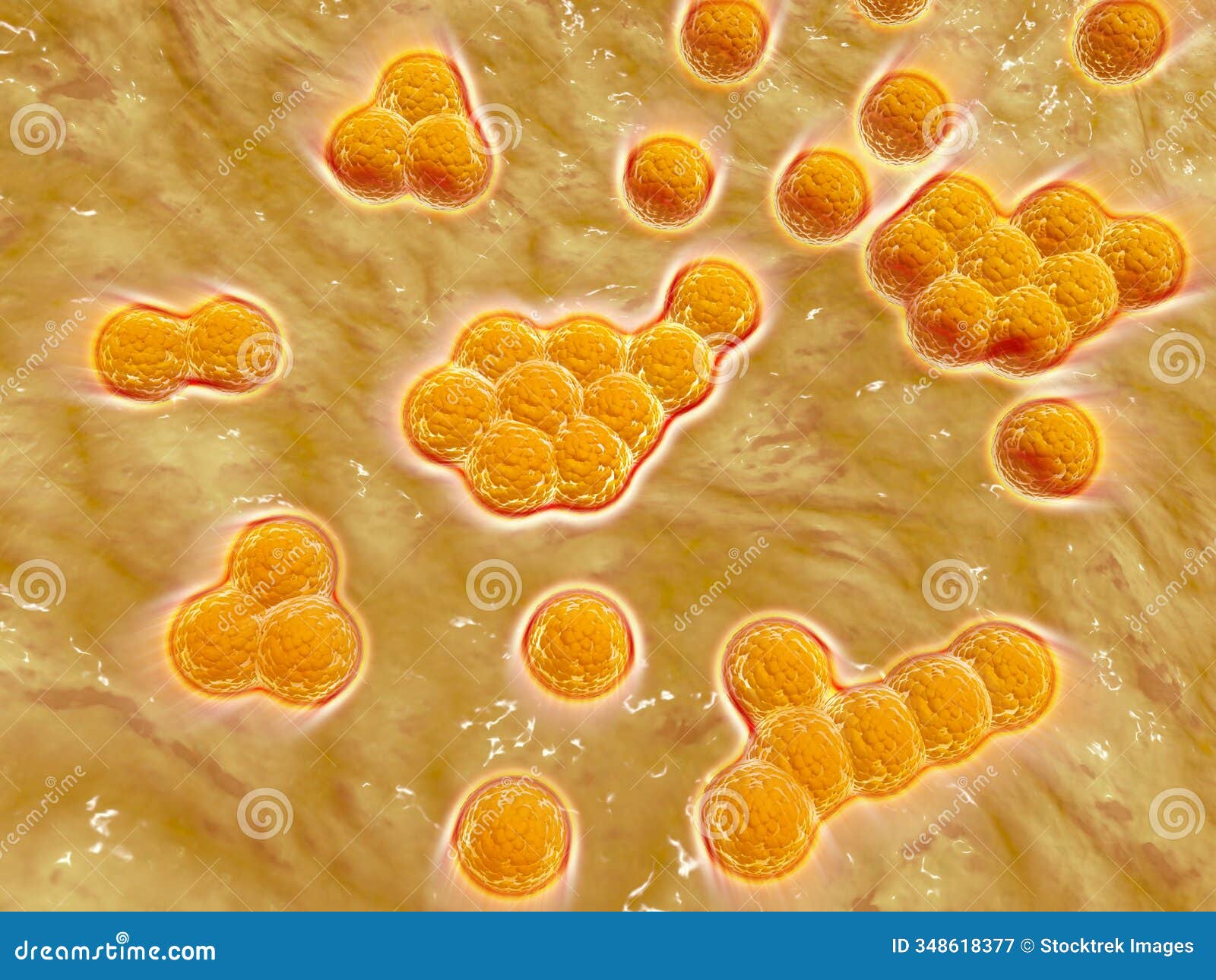 Microscopic View of Methicillin-resistant Staphylococcus Aureus. Stock ...