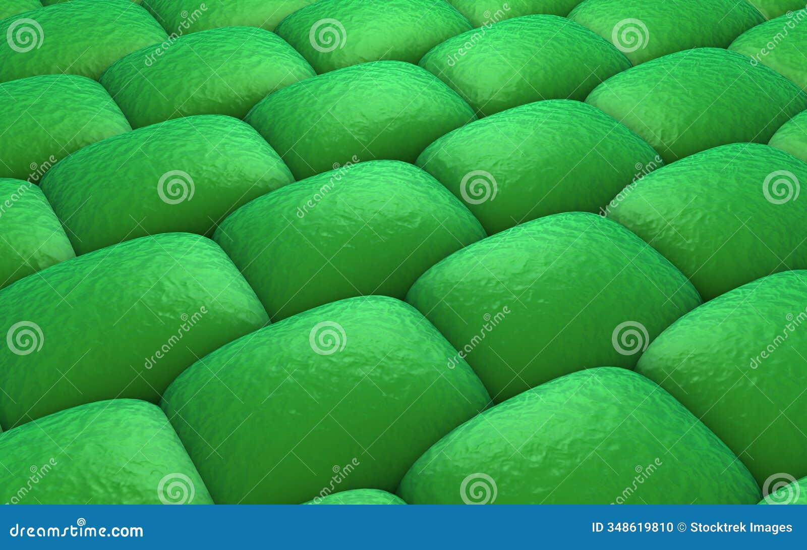 Microscopic View of Plant Tissues. Stock Illustration - Illustration of ...