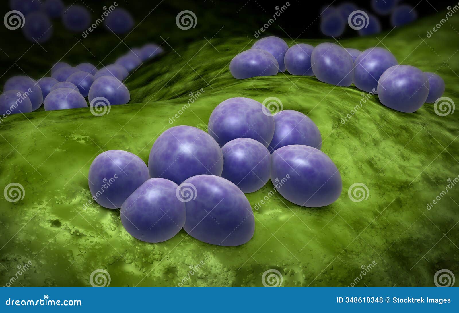 Microscopic View of Staphylococcus. Stock Illustration - Illustration ...