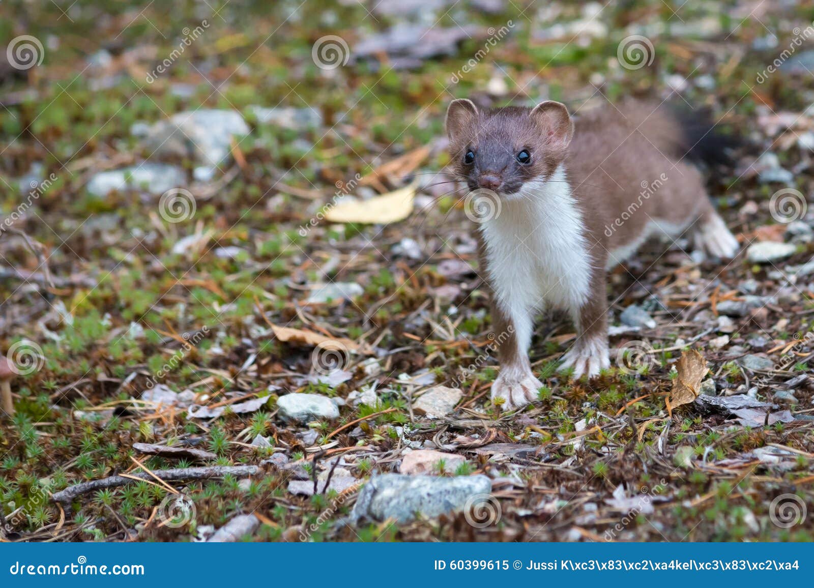 Stoat 库存图片. 图片 包括有 少许, 斯托, 白鼬毛皮, 哺乳动物, 野生生物, 通配, 本质, 快速 - 60399615