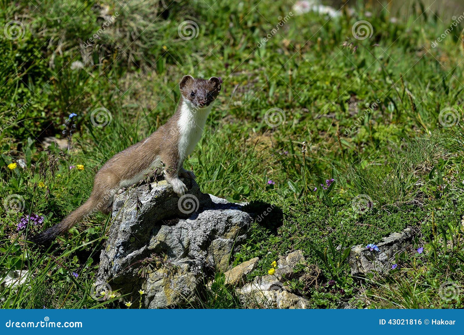 Stoat at grossglockner stock photo. Image of predator - 43021816