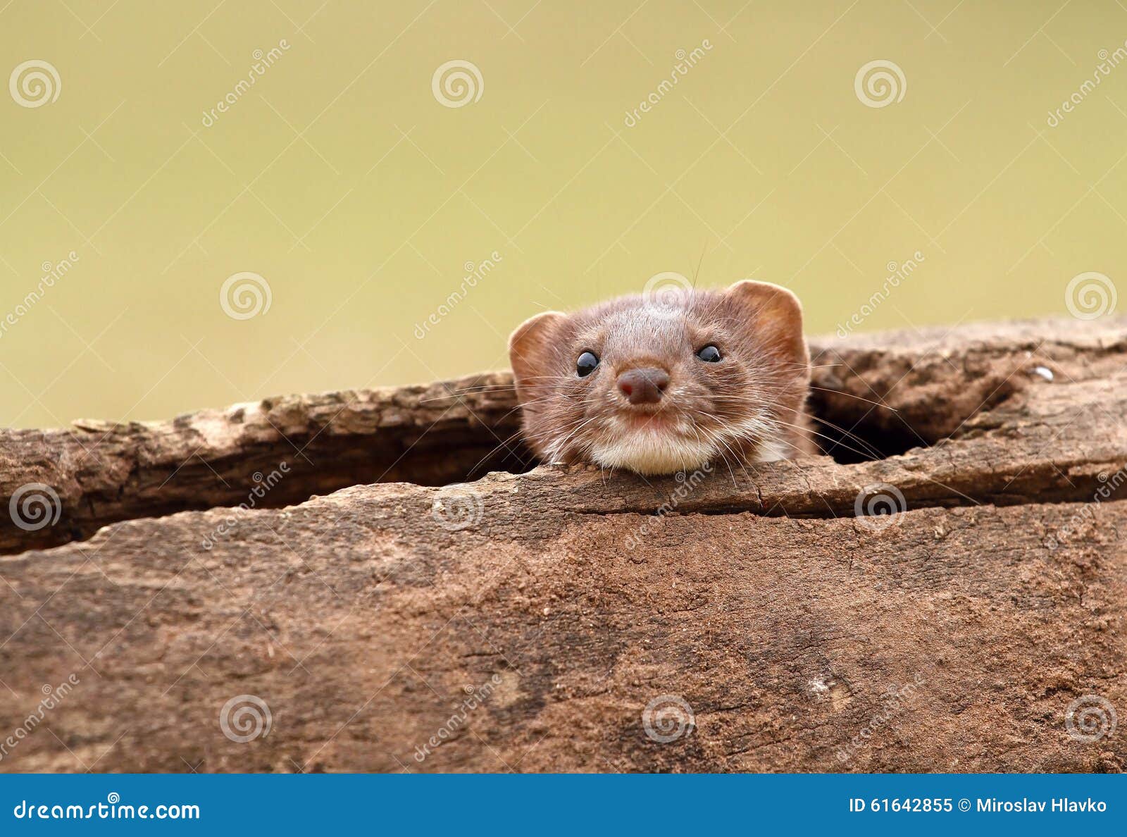 Stoat hidden stock image. Image of sweet, animal, carnivore - 61642855