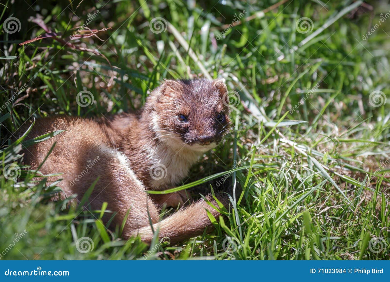 Stoat (Mustela erminea) stock photo. Image of brown, yellow - 71023984