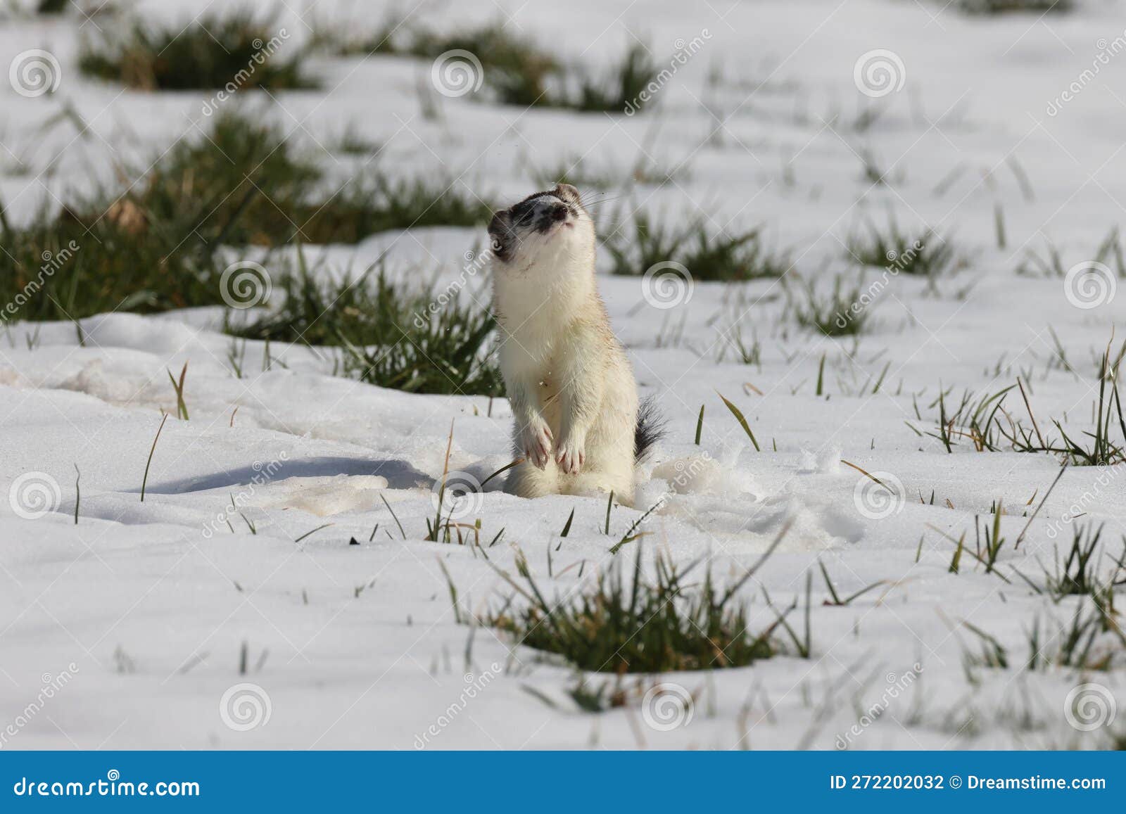 Stoat (Mustela Erminea) Short-tailed Weasel Germany Stock Photo - Image ...