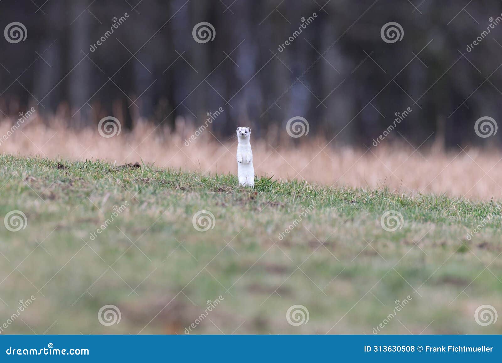 Stoat (Mustela Erminea),short-tailed Weasel Germany Stock Photo - Image ...