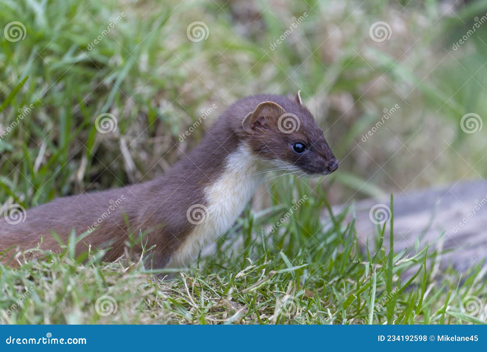 Stoat, Mustela erminea stock photo. Image of wildlife - 234192598