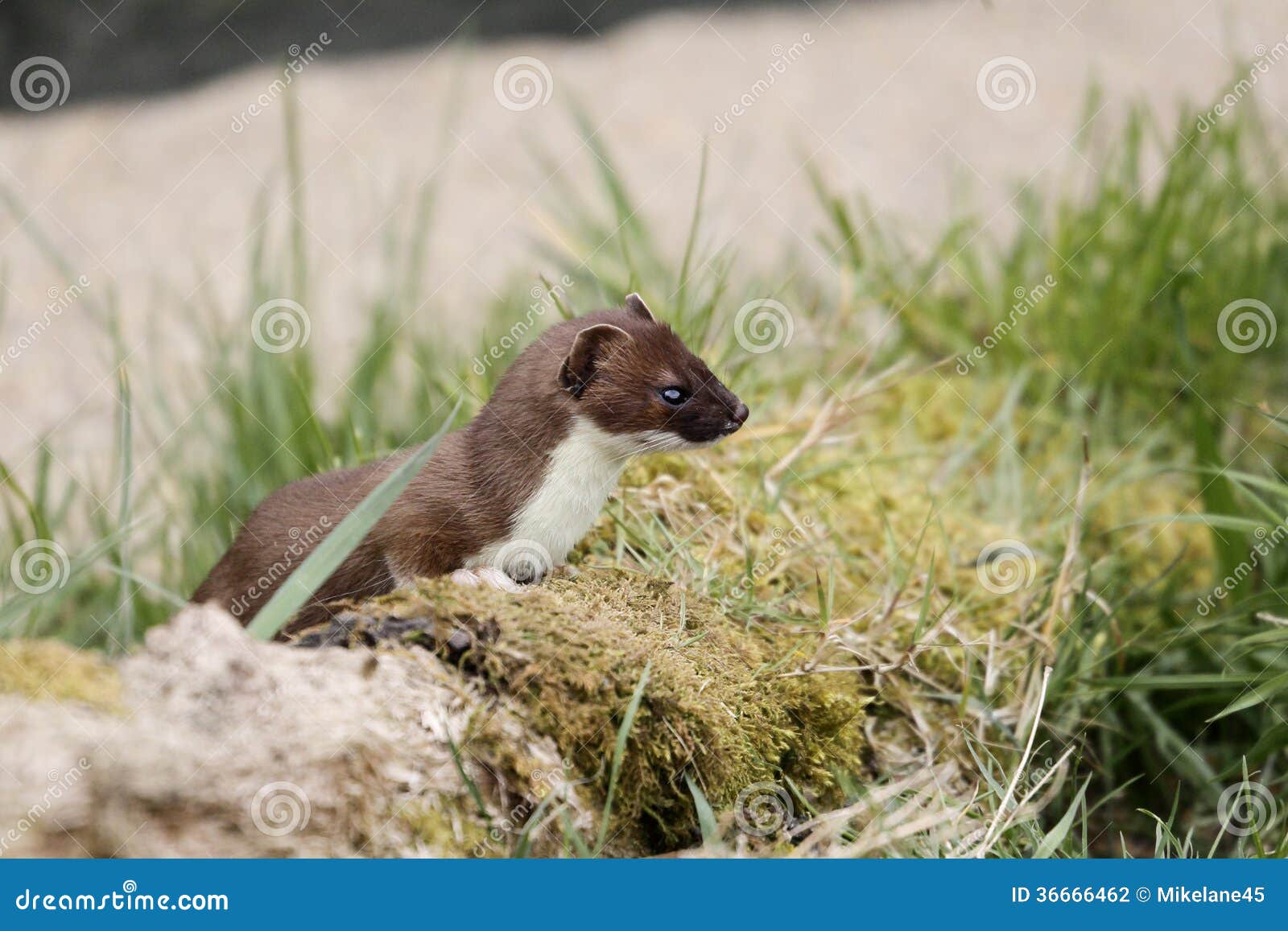 Stoat, Mustela erminea stock photo. Image of hedge, mustelid - 36666462