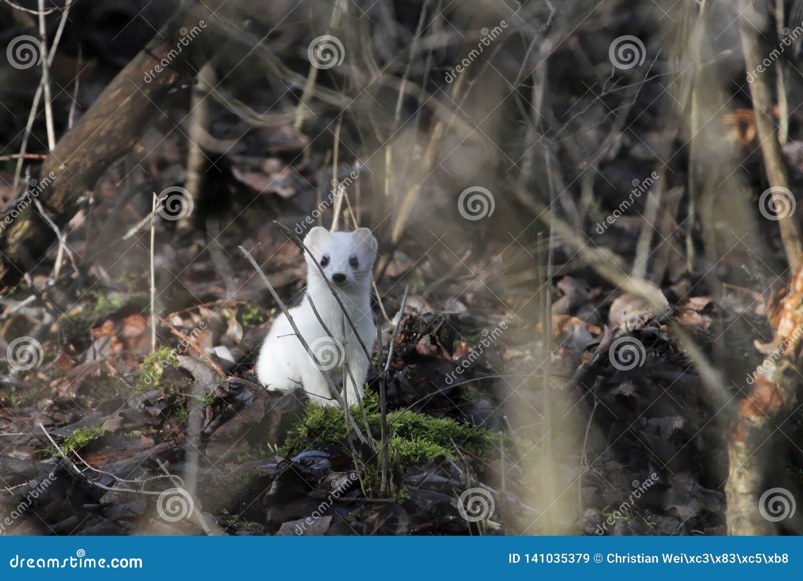 Stoat Mustela Erminea in Winter Fur in a Forest Stock Image - Image of ...
