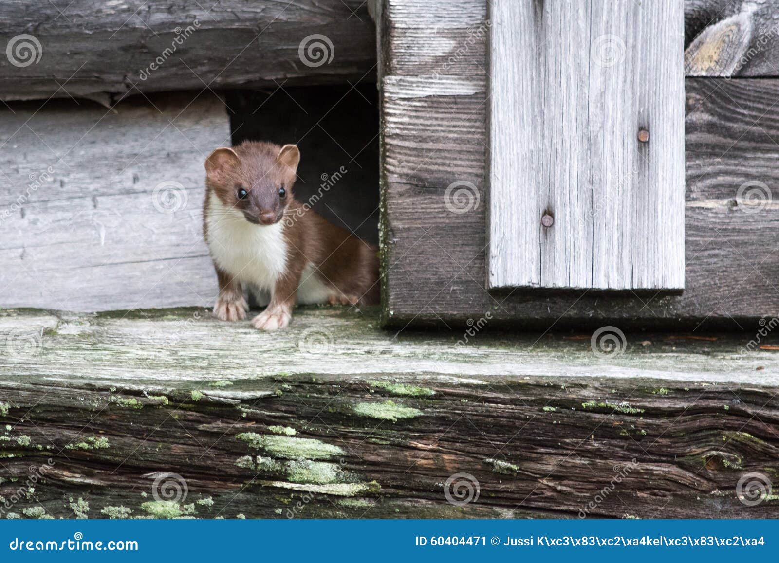 Stoat peeking from a hole stock image. Image of wildlife - 60404471