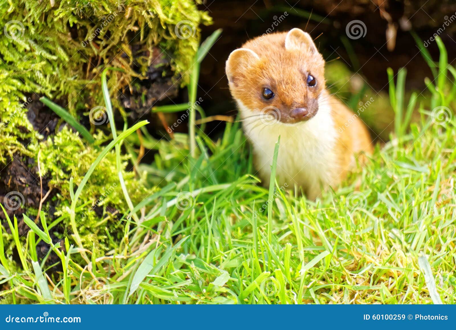 Stoat or Short-Tailed Weasel Stock Image - Image of posing, grass: 60100259