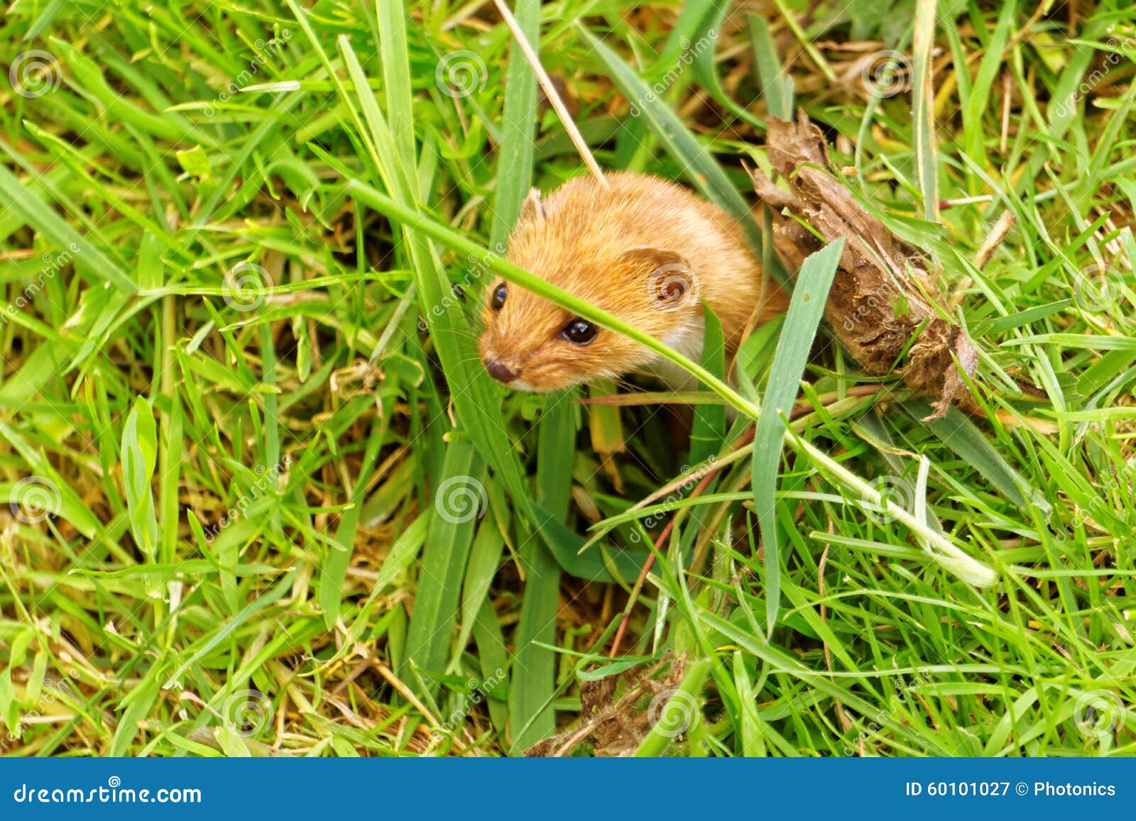 Stoat or Short-Tailed Weasel Stock Image - Image of look, hide: 60101027