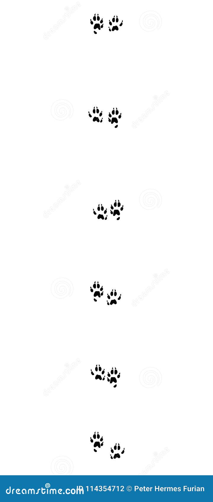 Long Tailed Weasel Tracks