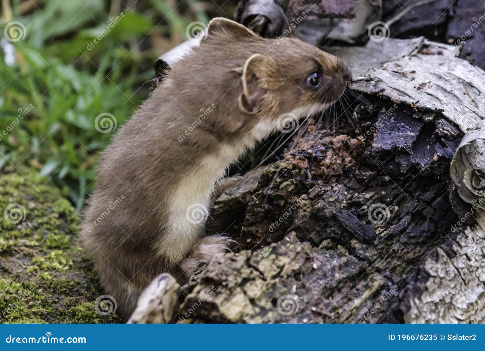 Stoat Checking Out the Food on Offer Stock Image - Image of offer, copy ...