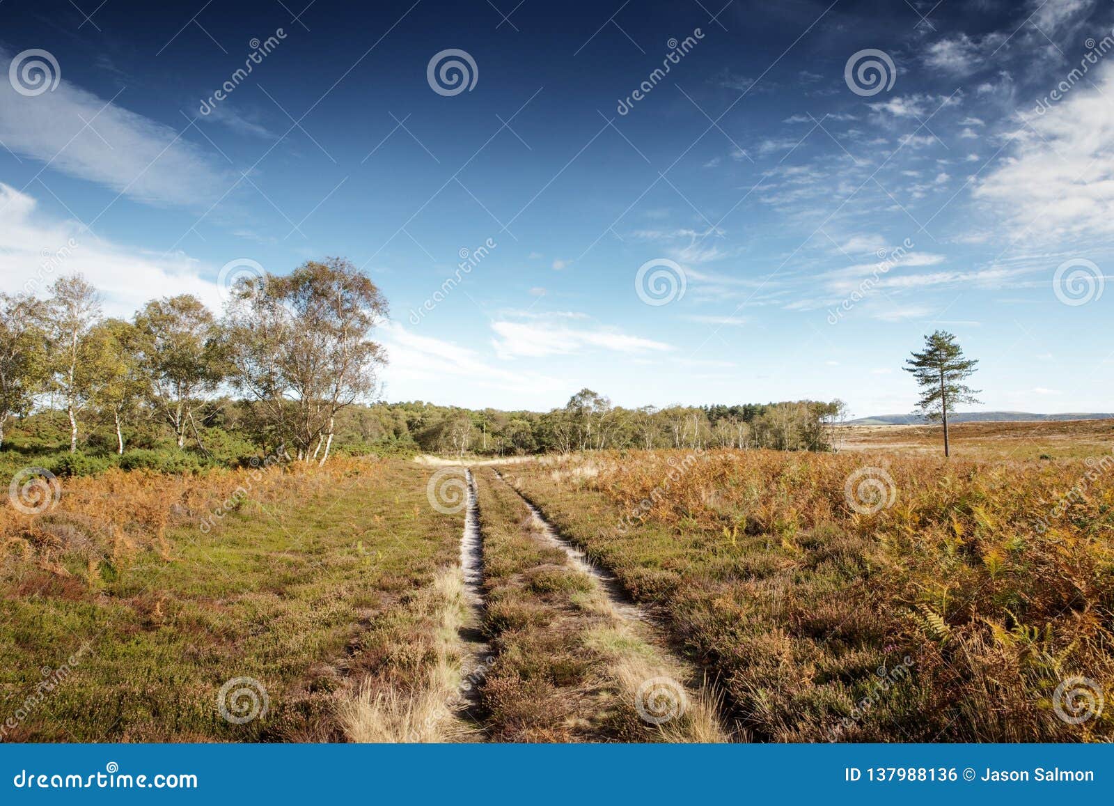 Stoborough Heath Landscape Image Stock Photo - Image of britain, travel ...