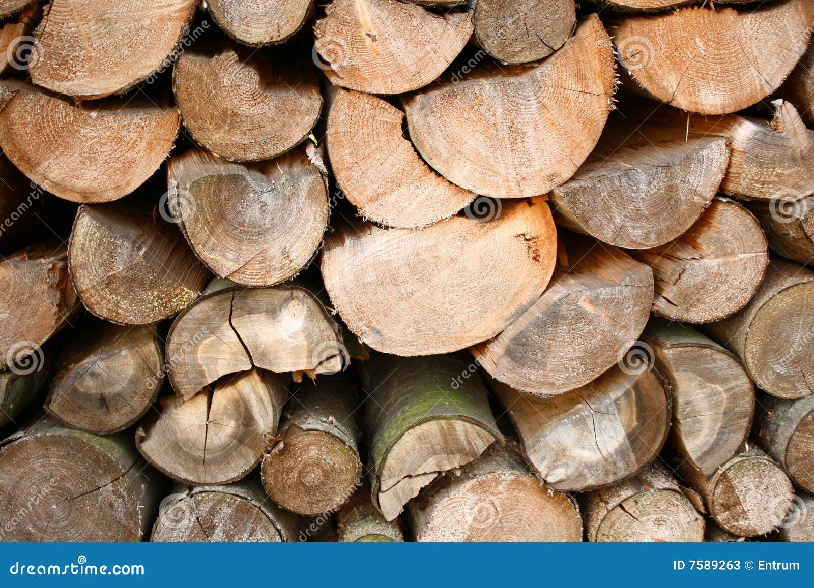 Stock of chunks stock image. Image of annual, host, tree - 7589263