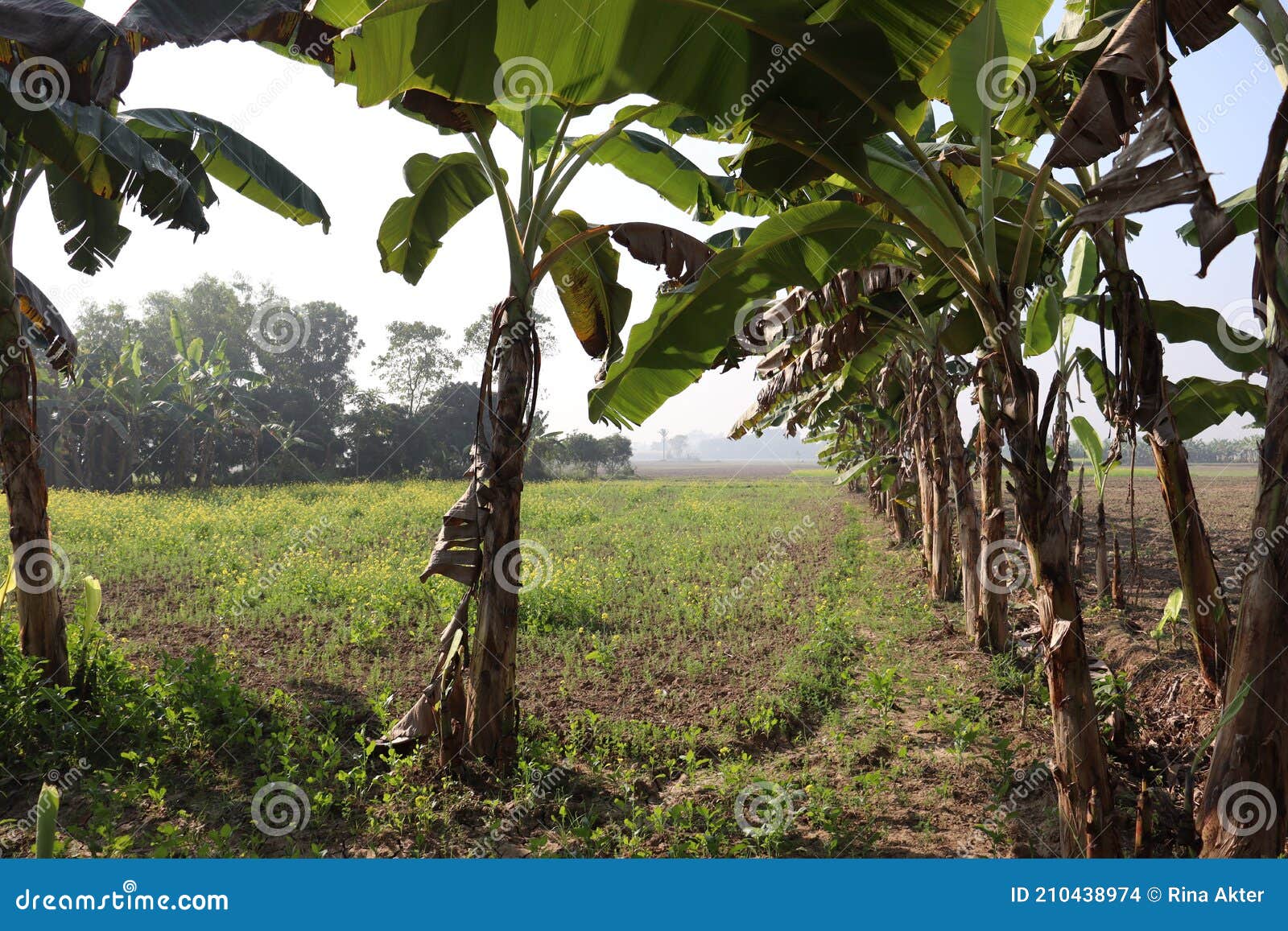 Stock de banano verde foto de archivo. Imagen de hierba - 210438974