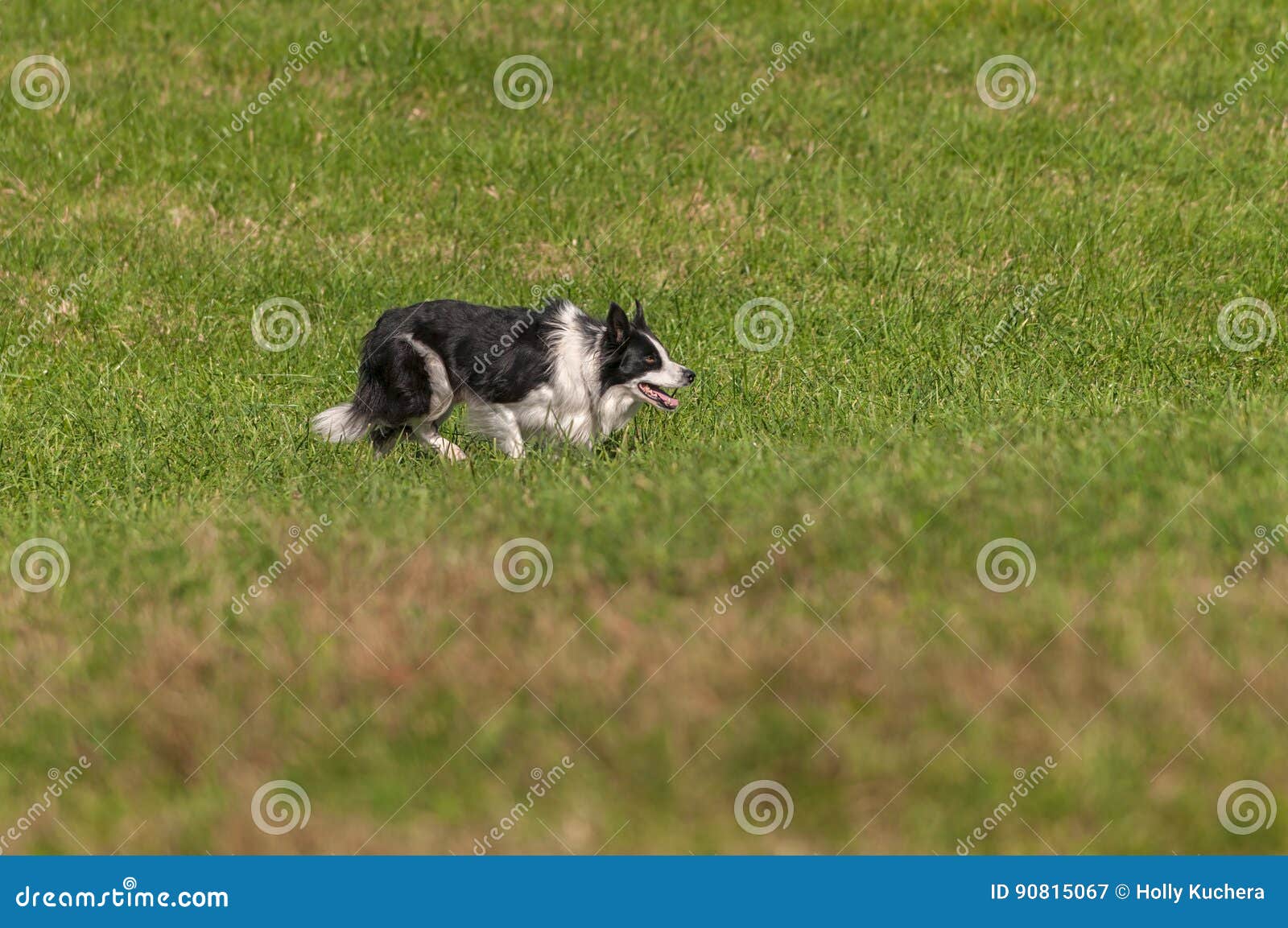 Stock Dog Stalks Right stock image. Image of action, mammal - 90815067