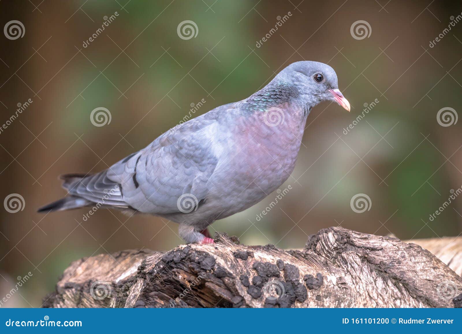 Stock dove in forest stock photo. Image of colombella - 161101200
