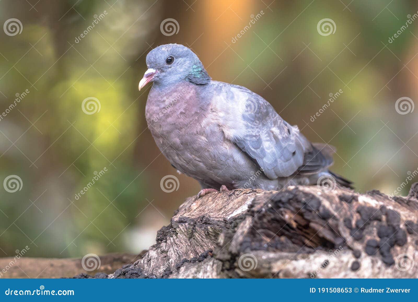 Stock dove in forest stock image. Image of dove, natural - 191508653
