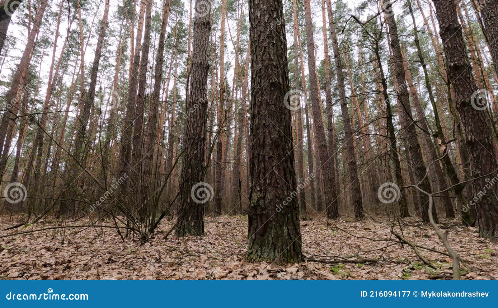Inside a Pine Forest by Day, Slow Motion Stock Video - Video of scene, shadow: 216094177