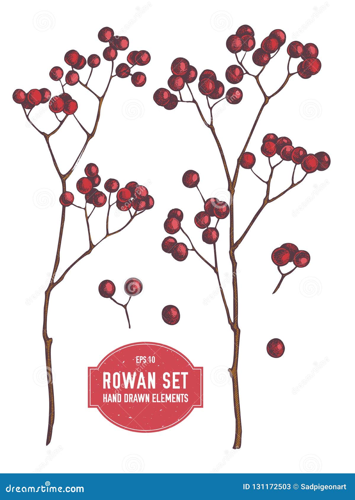 Vector Collection of Hand Drawn Rowans Stock Vector - Illustration of ...