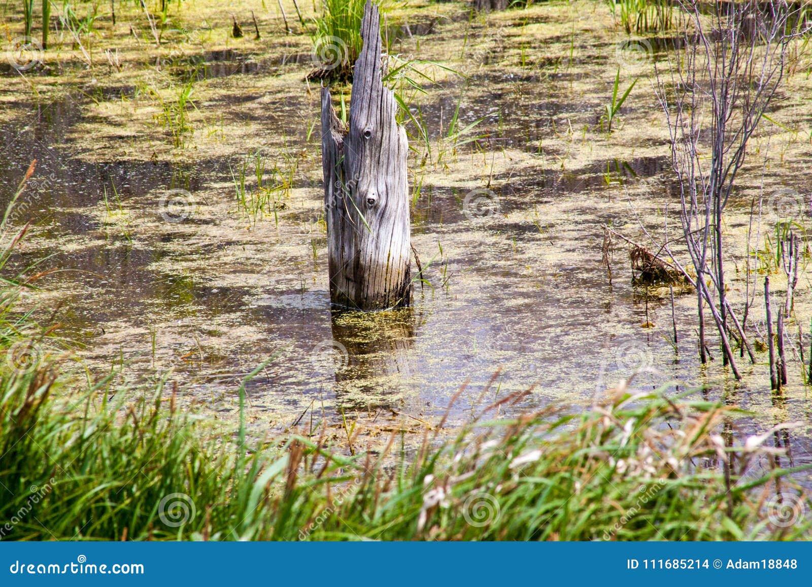 Stock im sumpfigen Sumpf stockfoto. Bild von himmel - 111685214