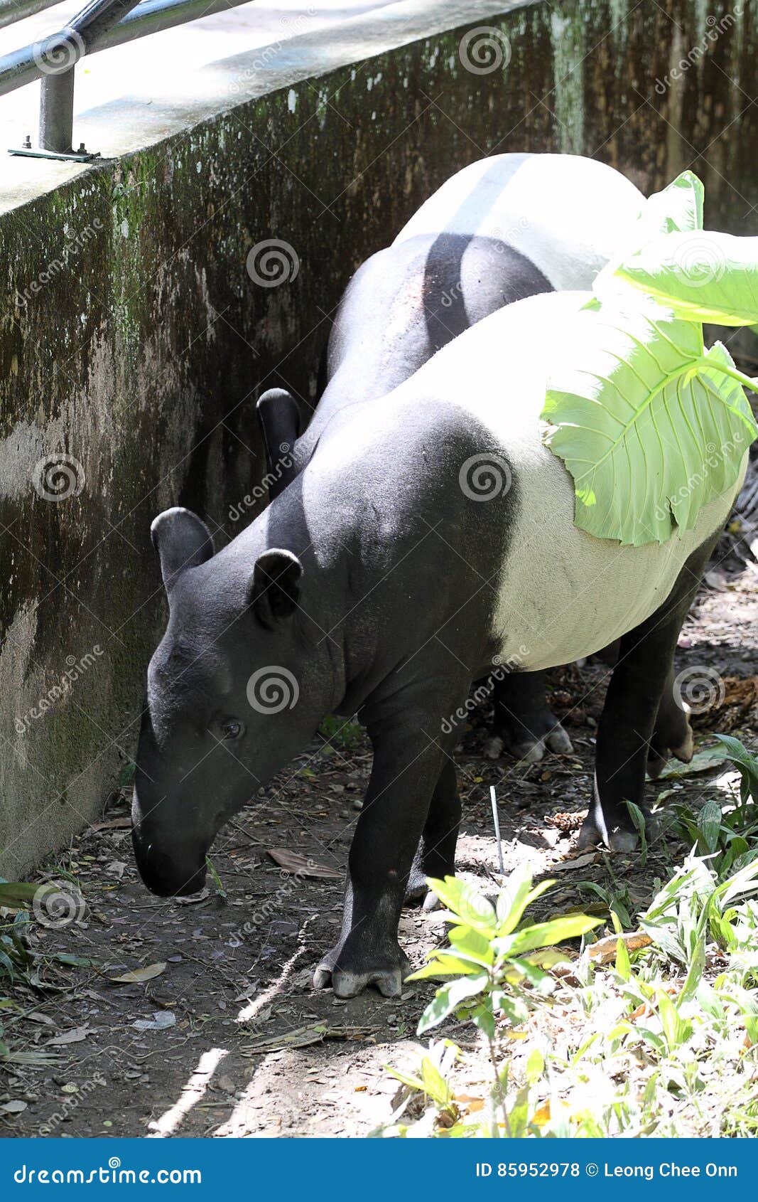 Stock Image of an Asian Tapir Stock Photo - Image of nature, tapir ...