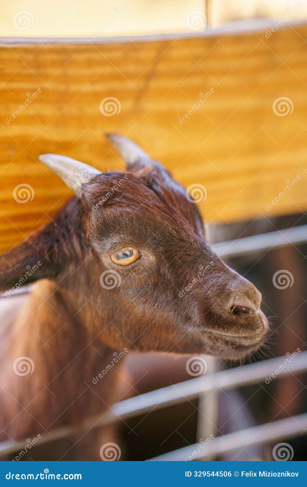 Stock Image Baby Goat with Small Horns Stock Photo - Image of small ...
