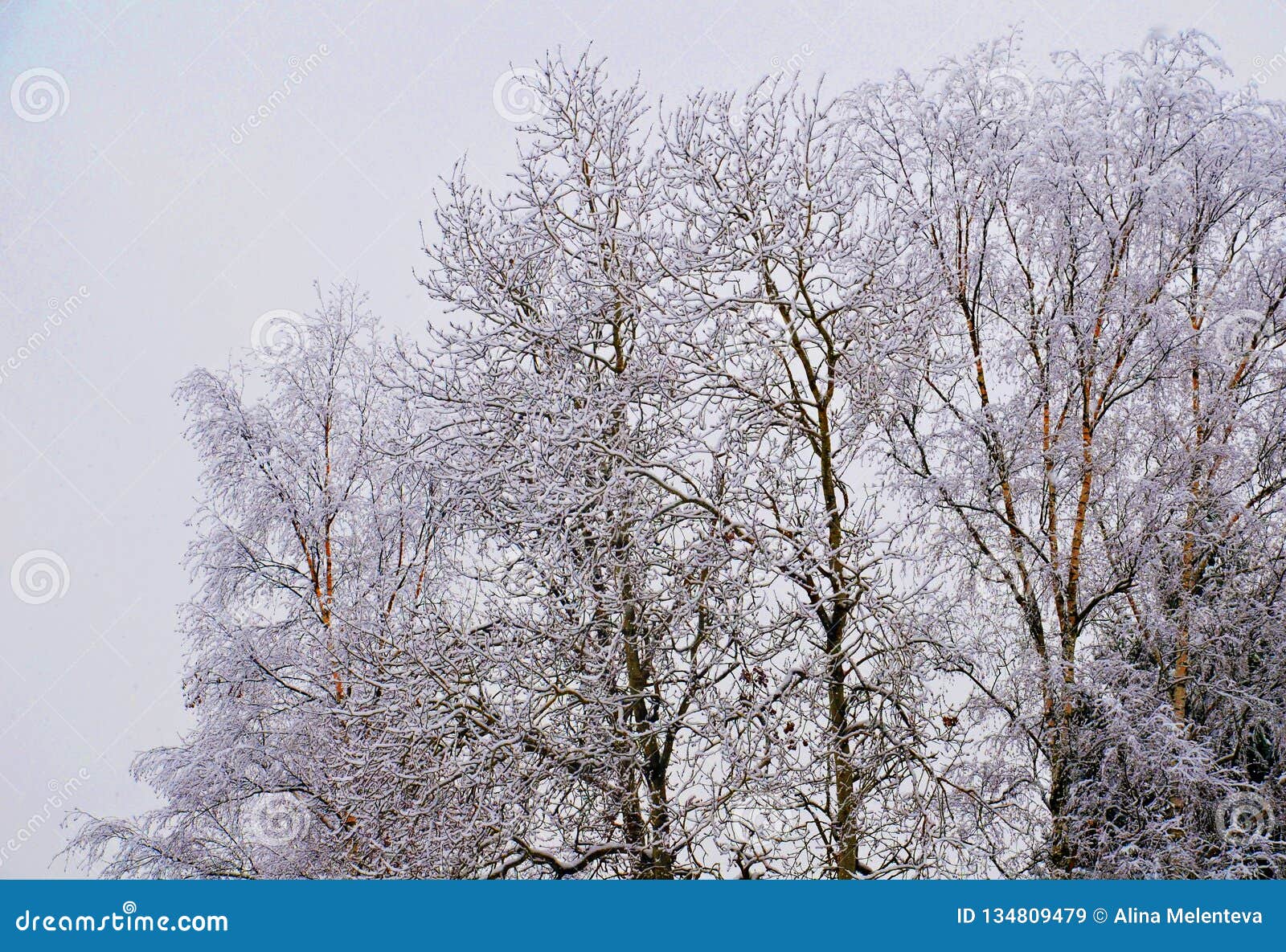Tree branches winter stock image. Image of nature, temperature - 134809479