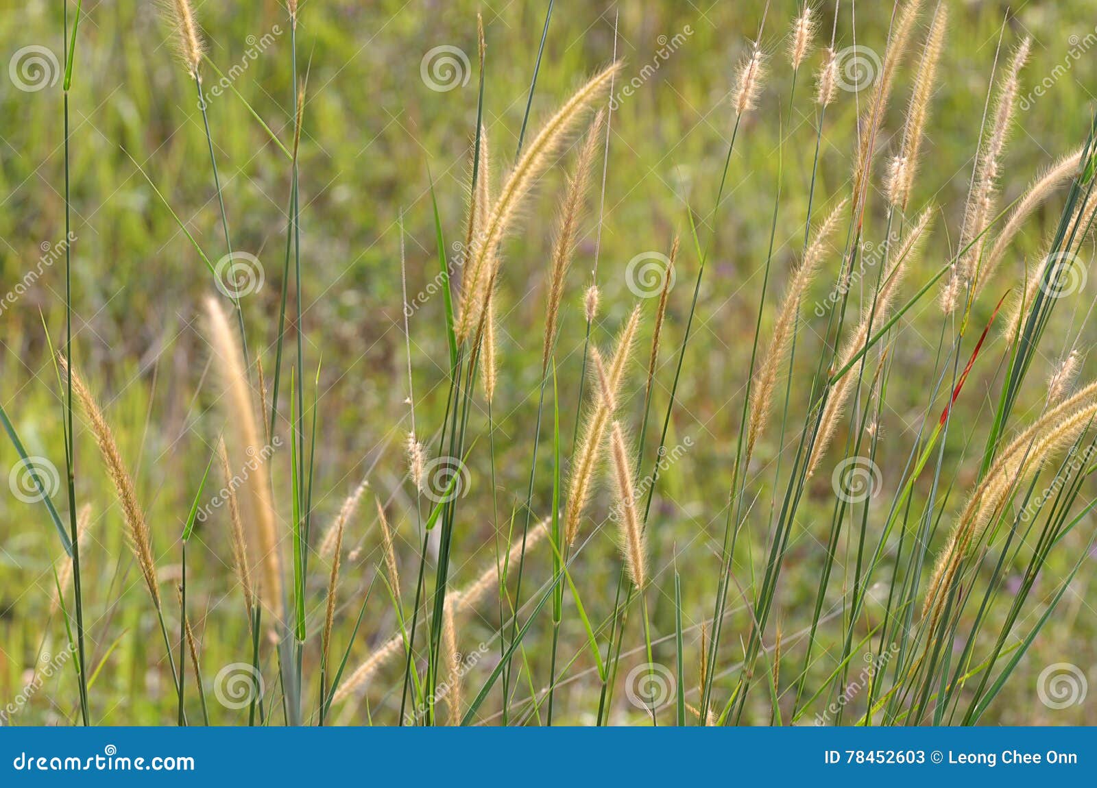 Stock Image of Broga Hill in Malaysia Stock Image - Image of sunrise ...