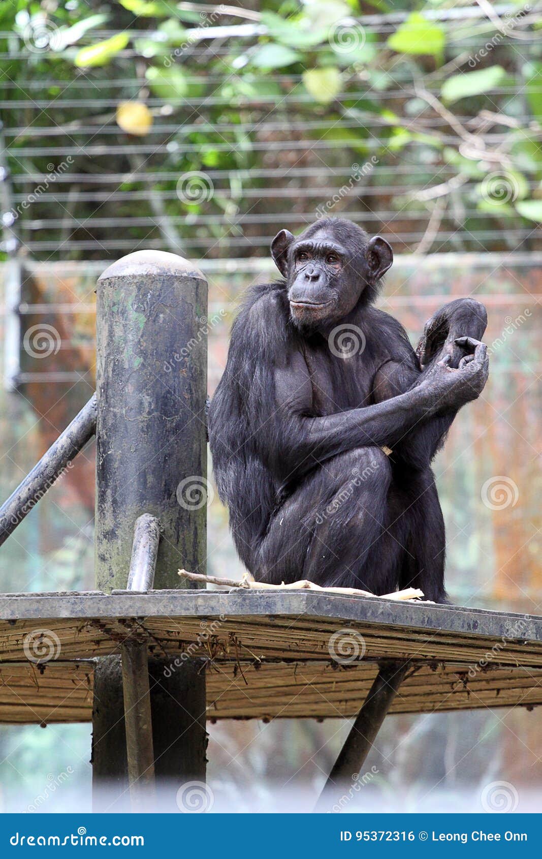 Stock Image of a Chimpanzee Stock Photo - Image of chimp, chimpanzee ...