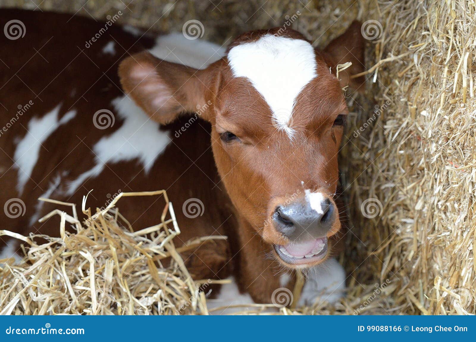 Stock Image of Cow in a Yard Stock Photo - Image of agriculture, meadow ...
