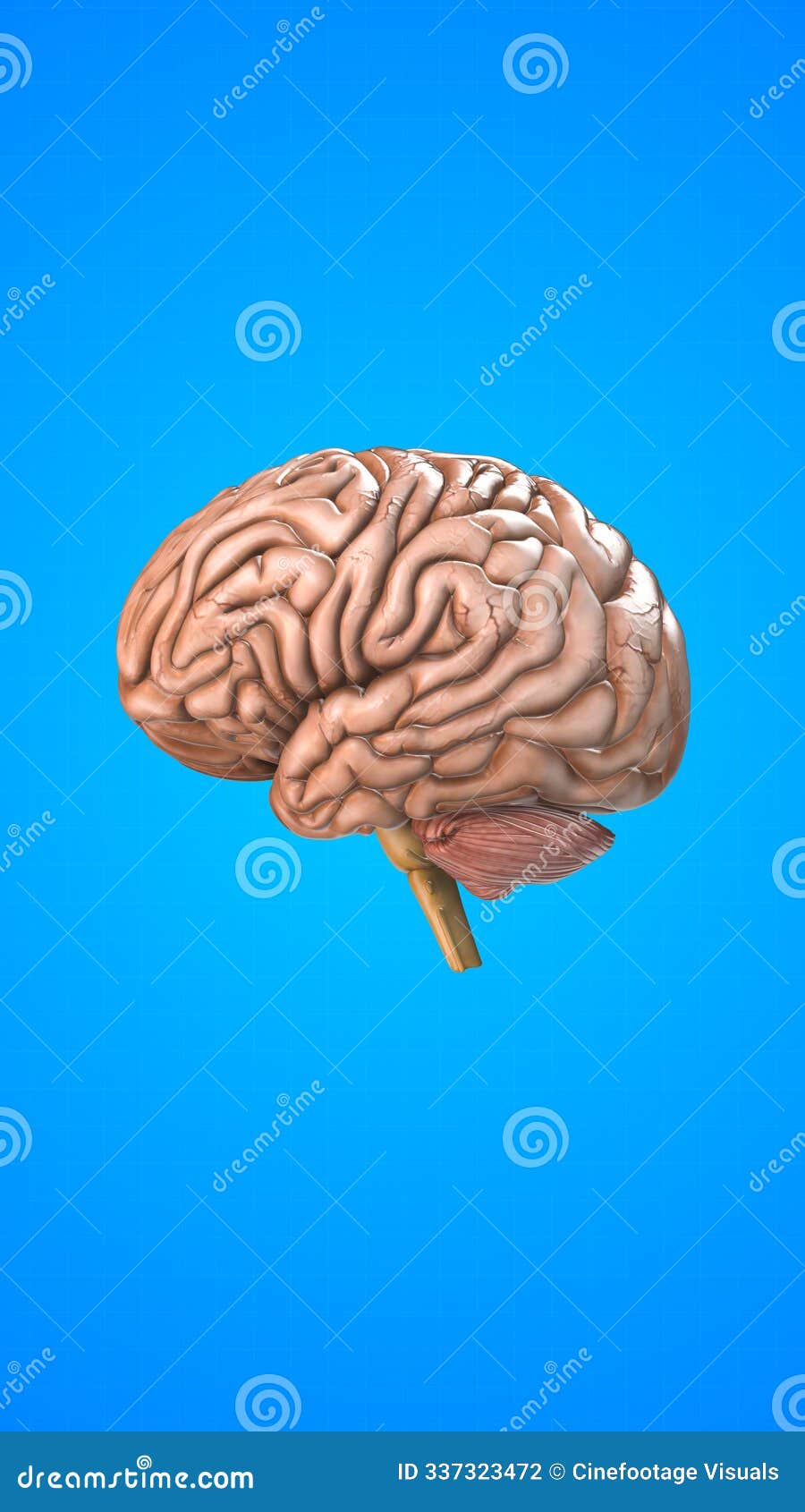 Human Internal Organ of Brain Stock Illustration - Illustration of blue ...