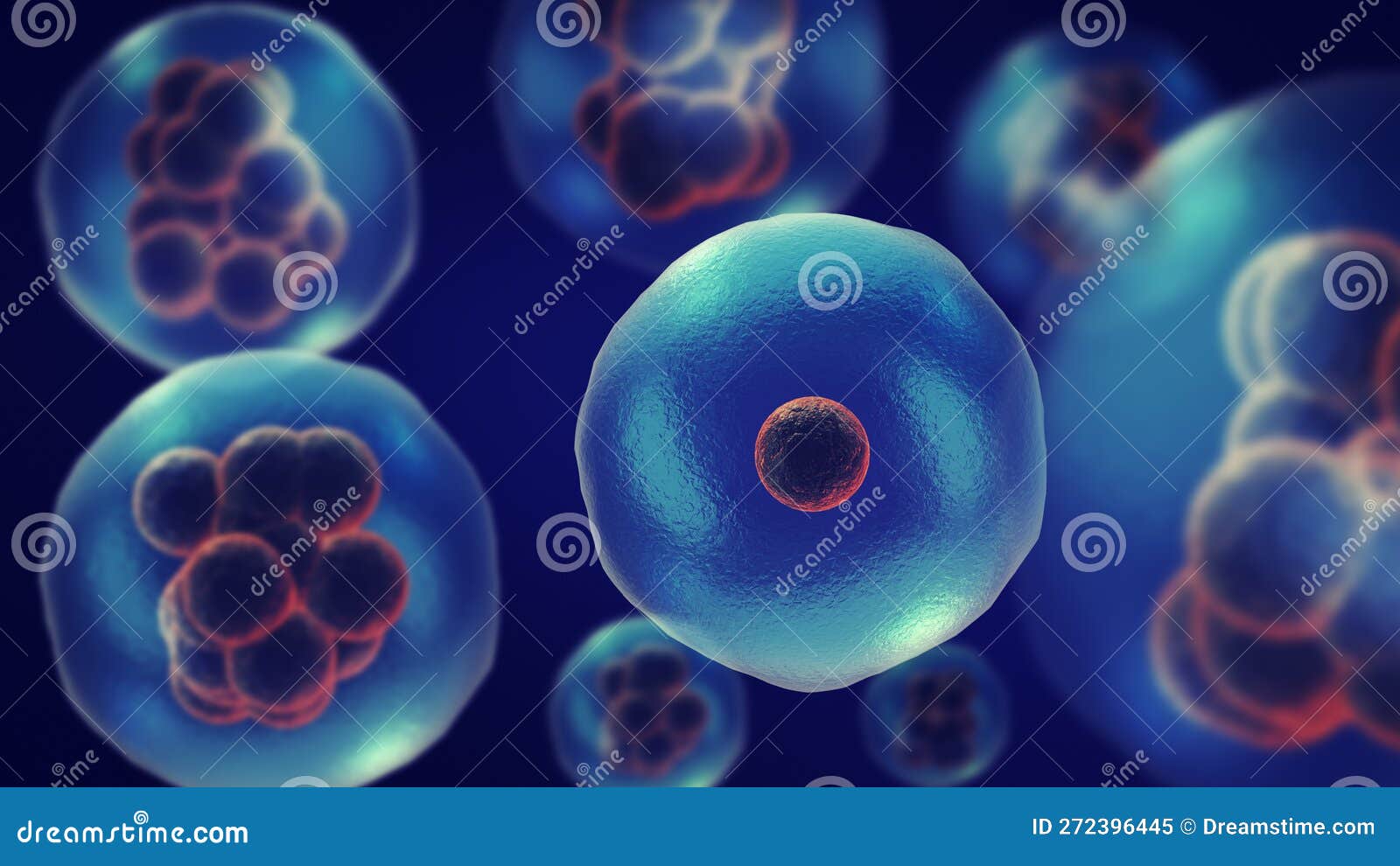 Dividing or Multiplying Cells or Mitosis Stock Illustration ...