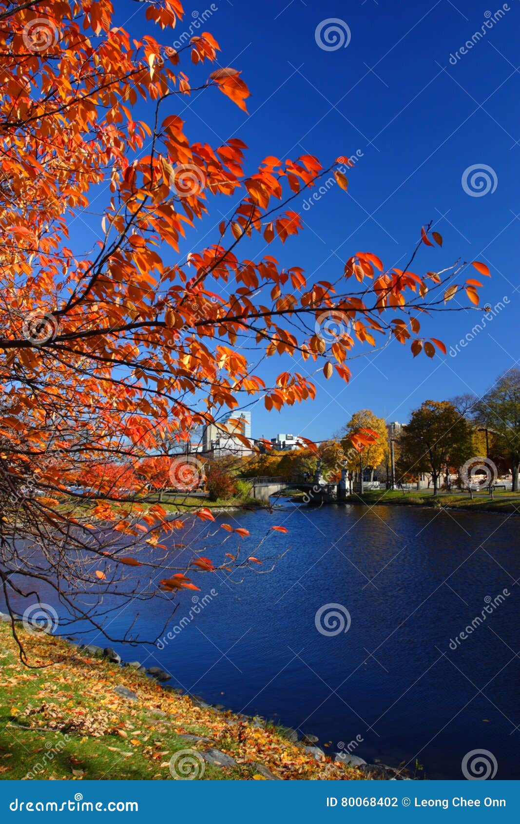 Stock Image of Fall Foliage at Boston Stock Photo - Image of lush ...