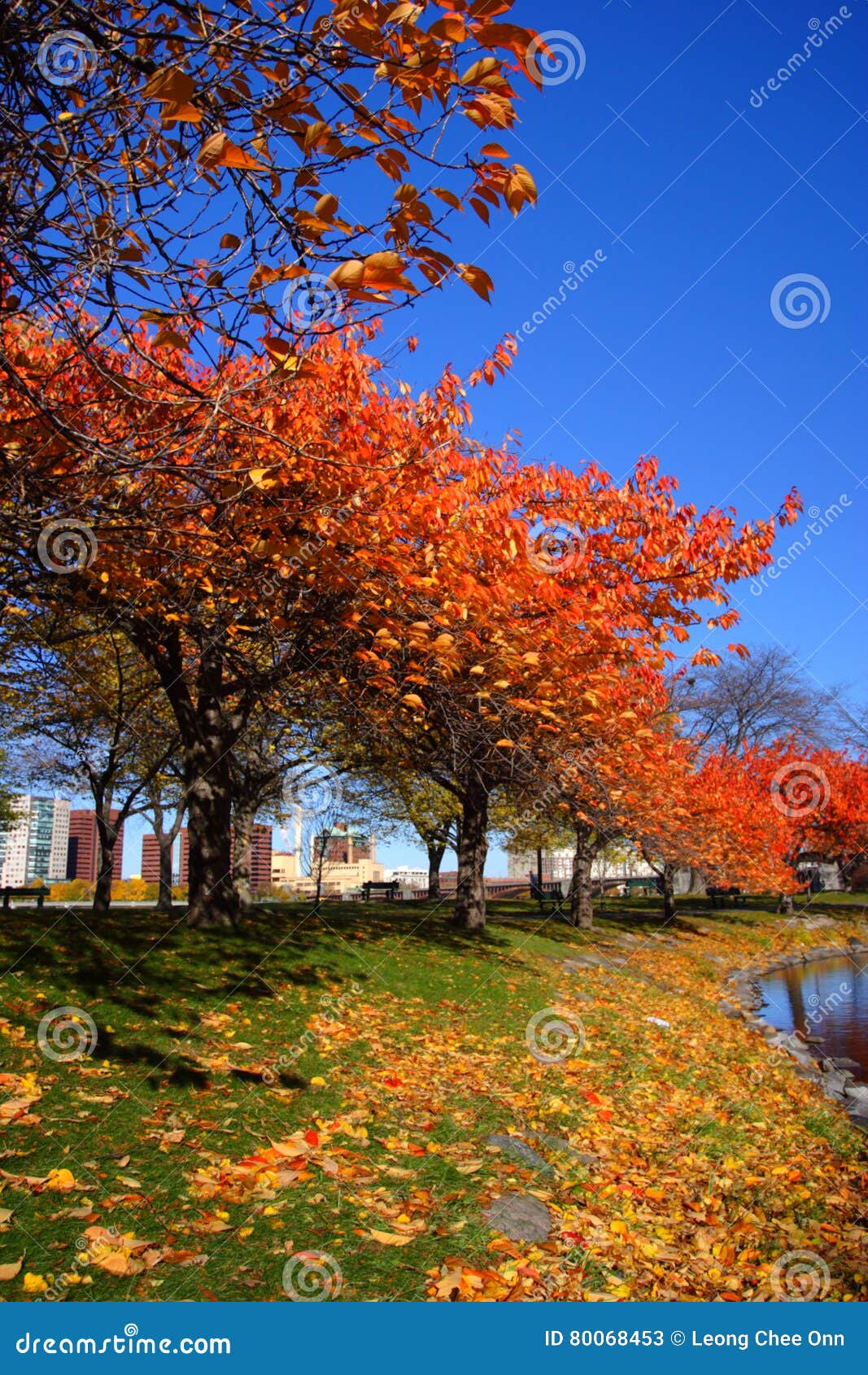 Stock Image of Fall Foliage at Boston Stock Image - Image of plant ...