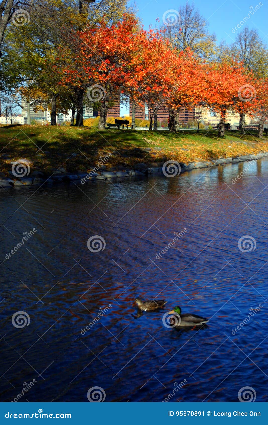 Stock Image of Fall Foliage at Boston Stock Image - Image of park ...