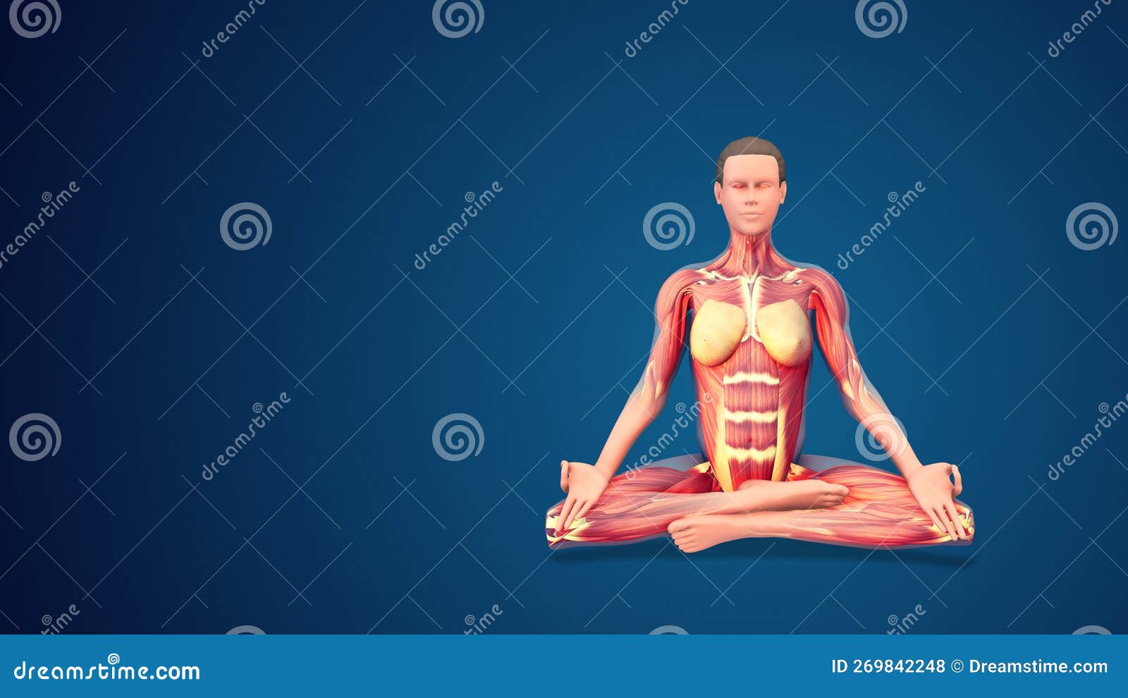 3D Human Siddhasana With Hand Mudra Yoga Pose On Blue Background Stock ...