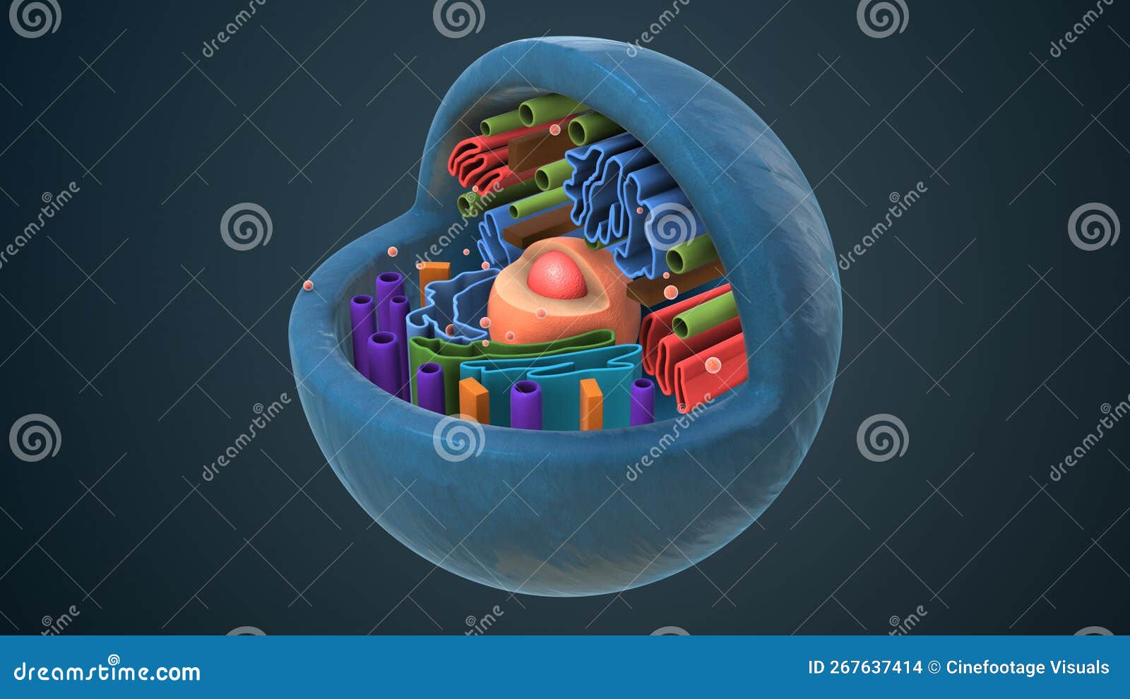 Inside The Endoplasmic Reticulum: A Vivid 4K View Of A Highly Detailed ...