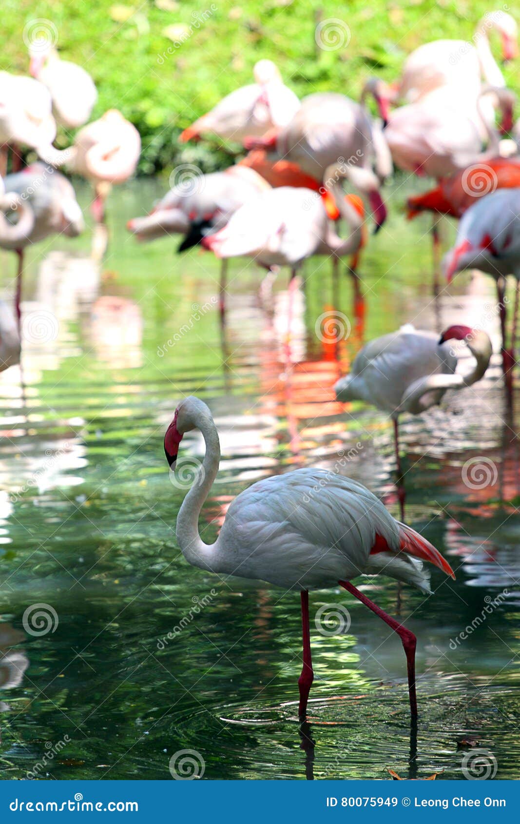 Stock image of flamingo stock image. Image of water, phoenicopterus ...