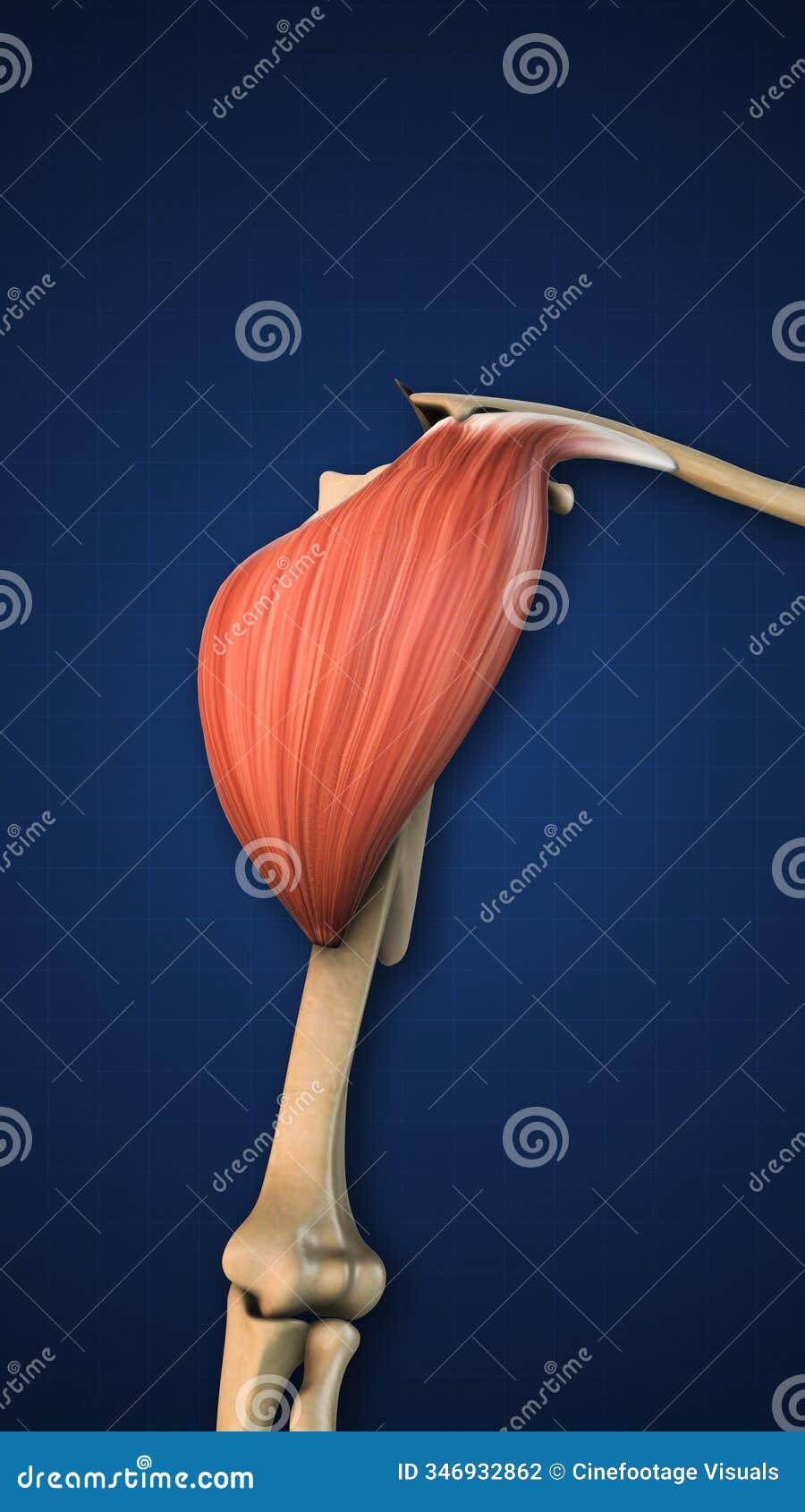 Highlighted Deltoid Muscle with Upper Limb Stock Illustration ...