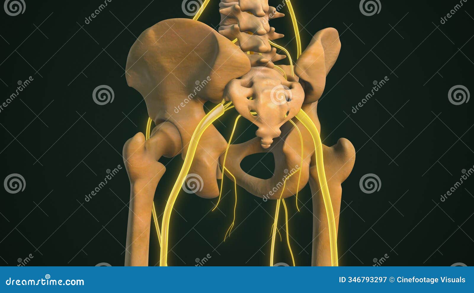 Highlighted Sciatica Nerve with Bone Structure Stock Illustration ...