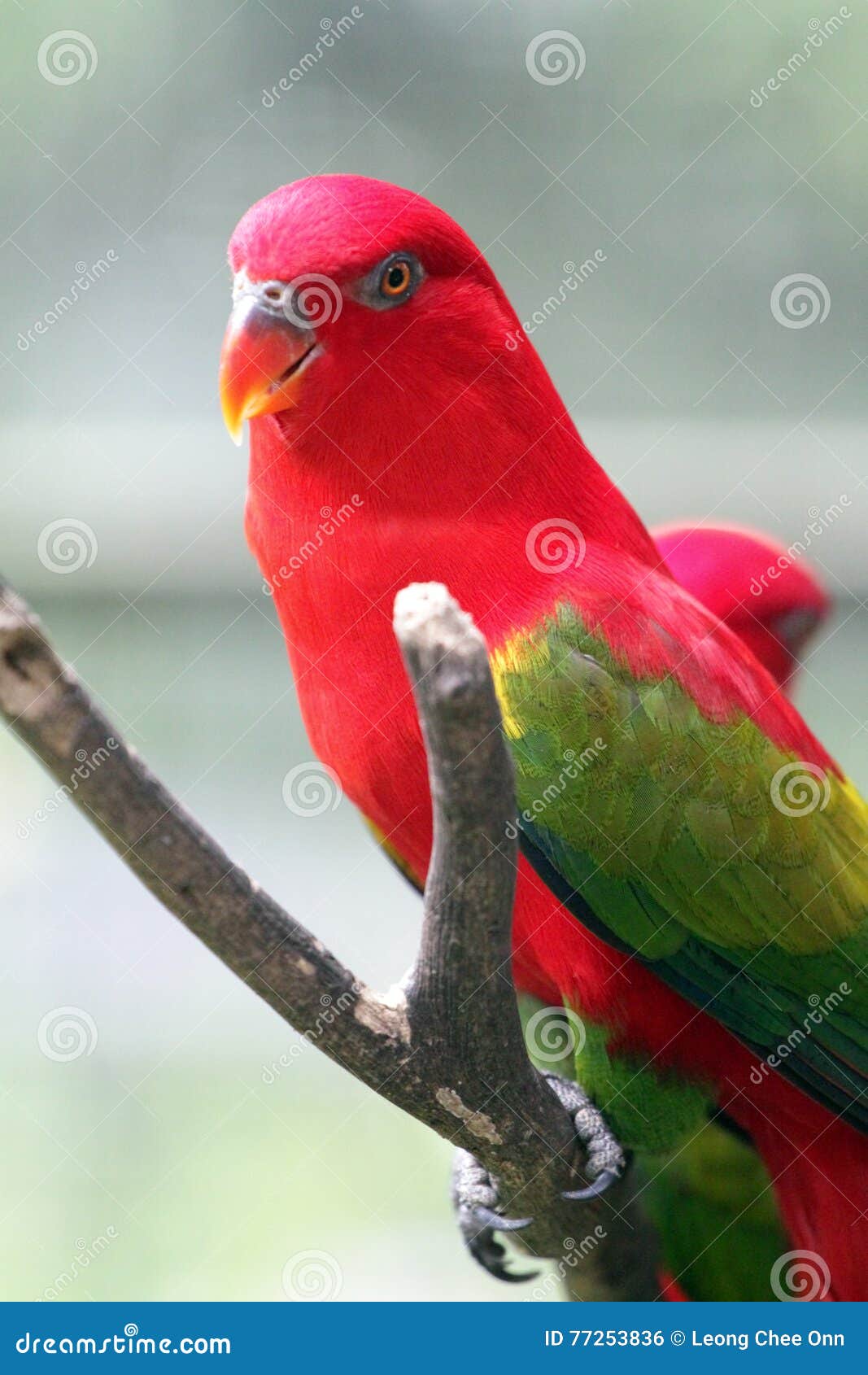 Stock image of Parrot stock photo. Image of domestic - 77253836