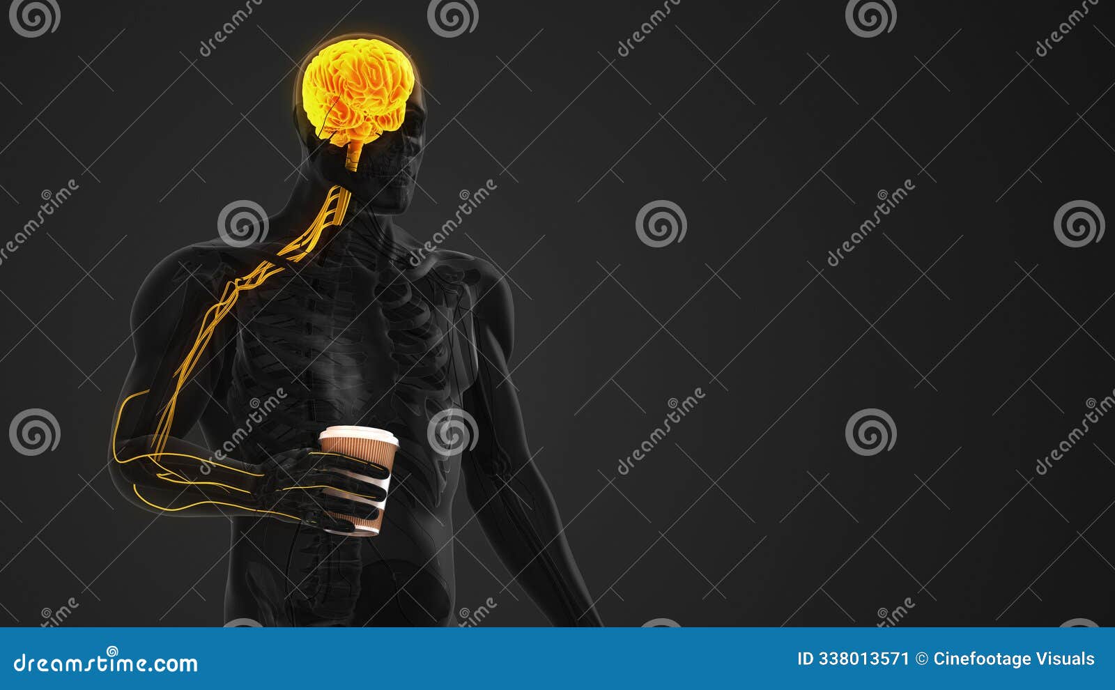 External Nervous Pathways To Brain for Touch Sensation Stock ...