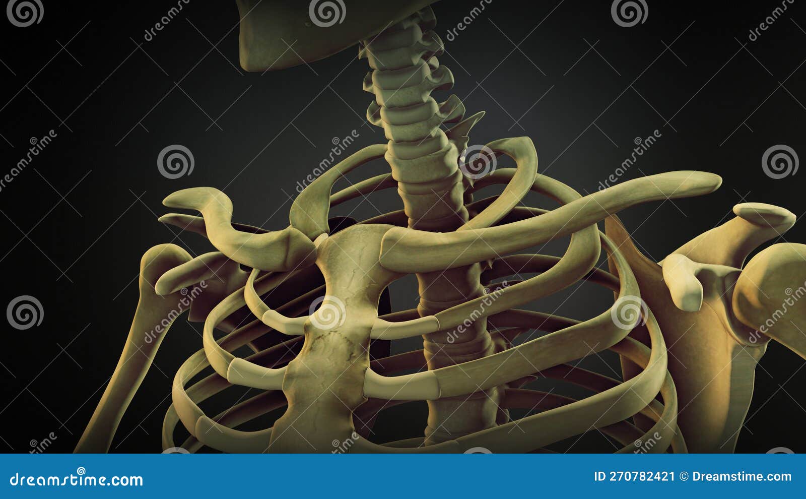 Shoulder Bone Anatomy of Human Skeleton Stock Illustration ...