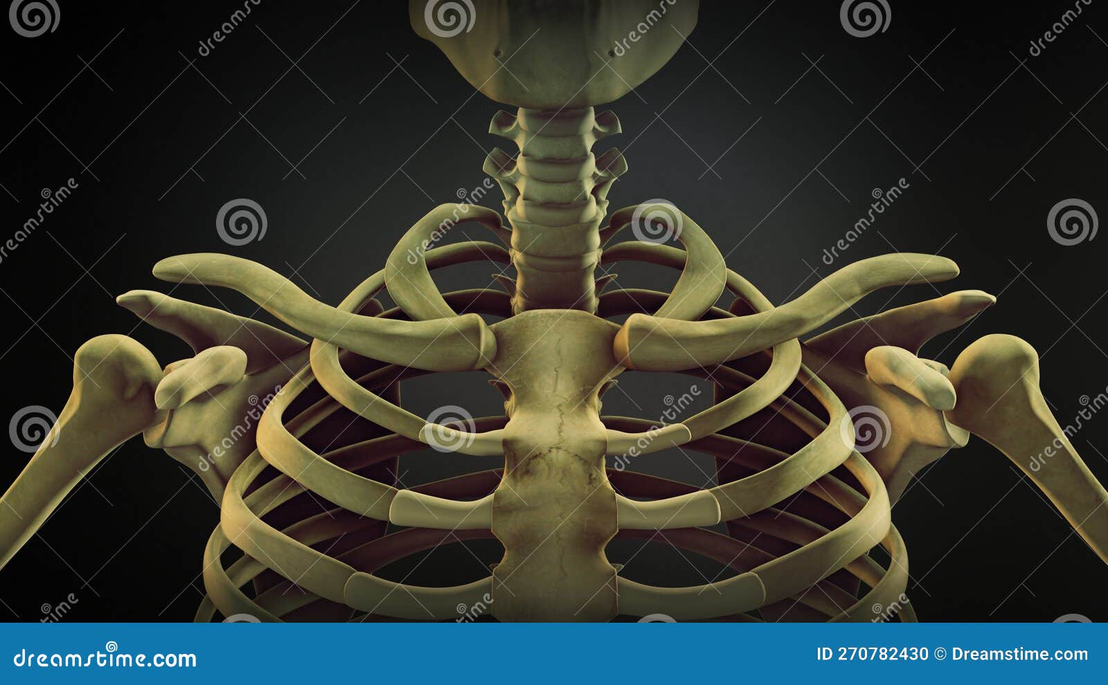 Shoulder Bone Anatomy of Human Skeleton Stock Illustration ...