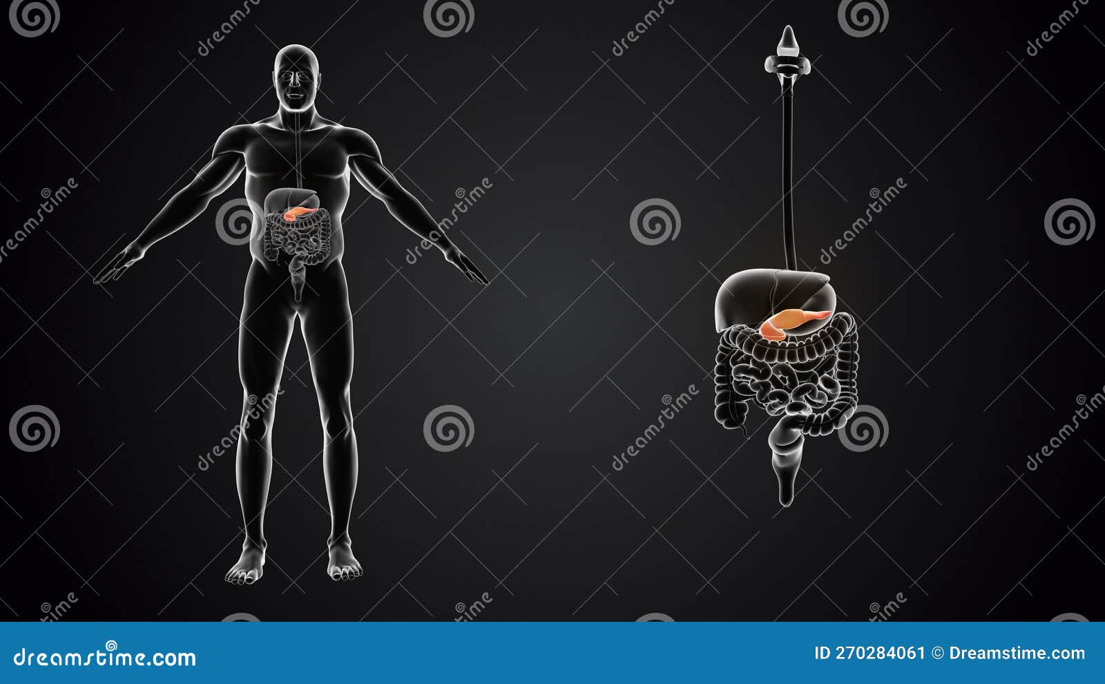 Pancreatic Role And Functionin Digestion Process In A Human Body