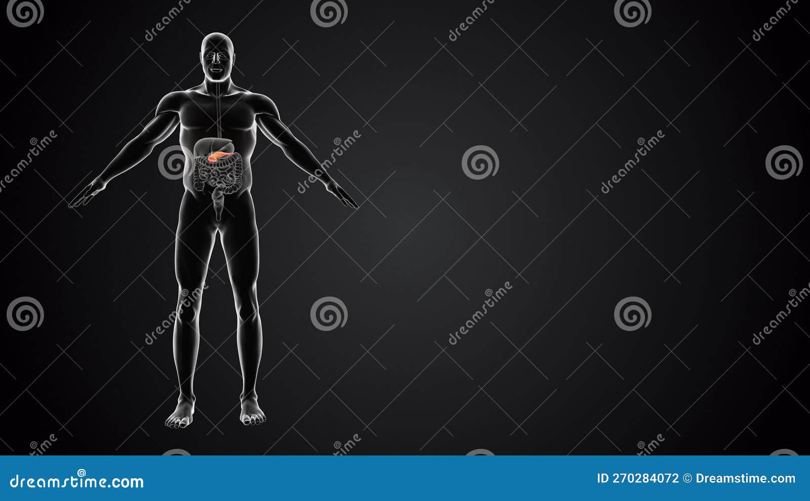 Pancreatic Role And Functionin Digestion Process In A Human Body
